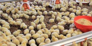 Pollo Vivo - Productora y Comercializadora San Marcos |Pollos San Marcos