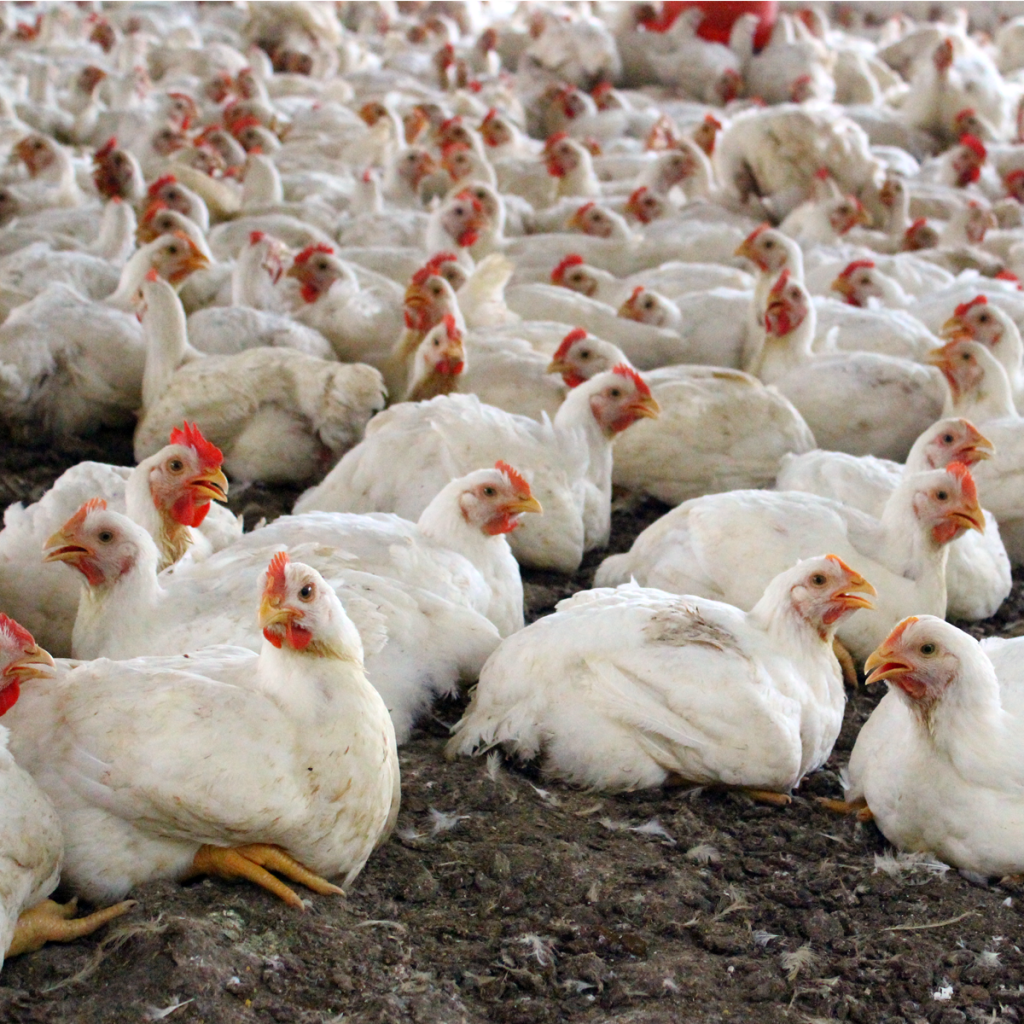 Productora y Comercializadora San Marcos |Pollos San Marcos – Trabajamos en la producción y ...